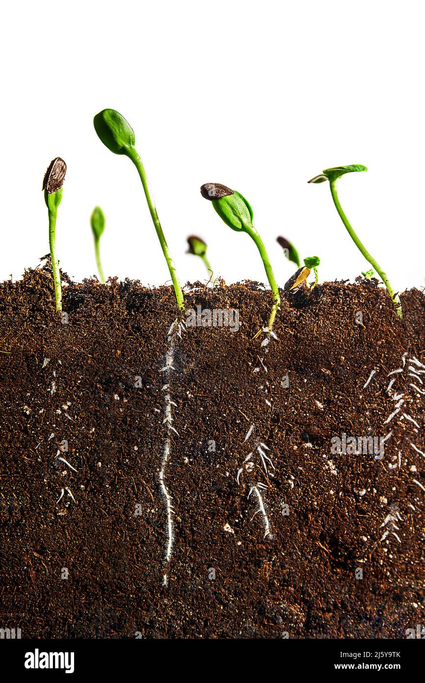 sunflower sprouts grow from the ground on a white background. isolated ...