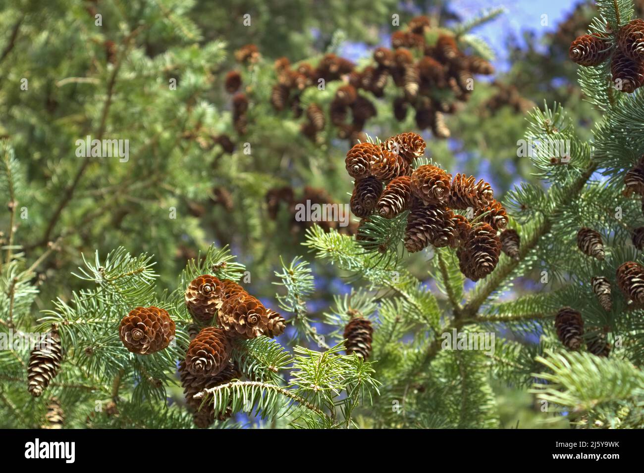 Deep spruce forest High Resolution Stock Photography and Images - Alamy