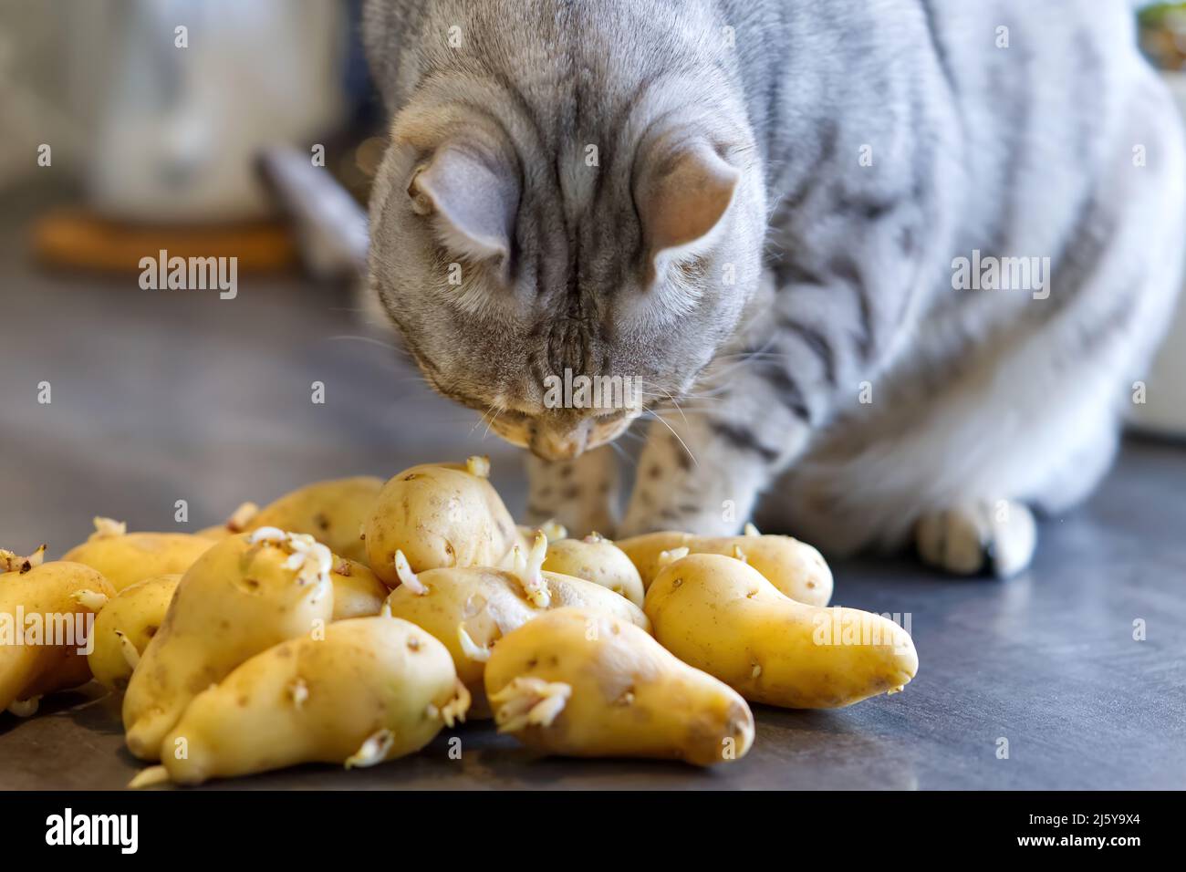 Bengal cat sits next to sprouted potatoes. Cat sniffs raw potatoes ...