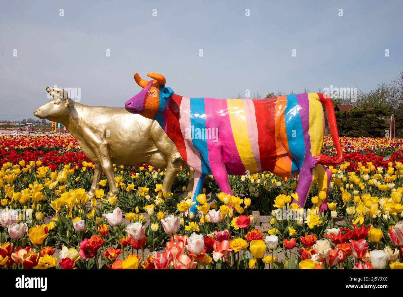 The Tulip Barn, located in Hillegom, Netherlands. © Curtis Hilbun / AFF ...