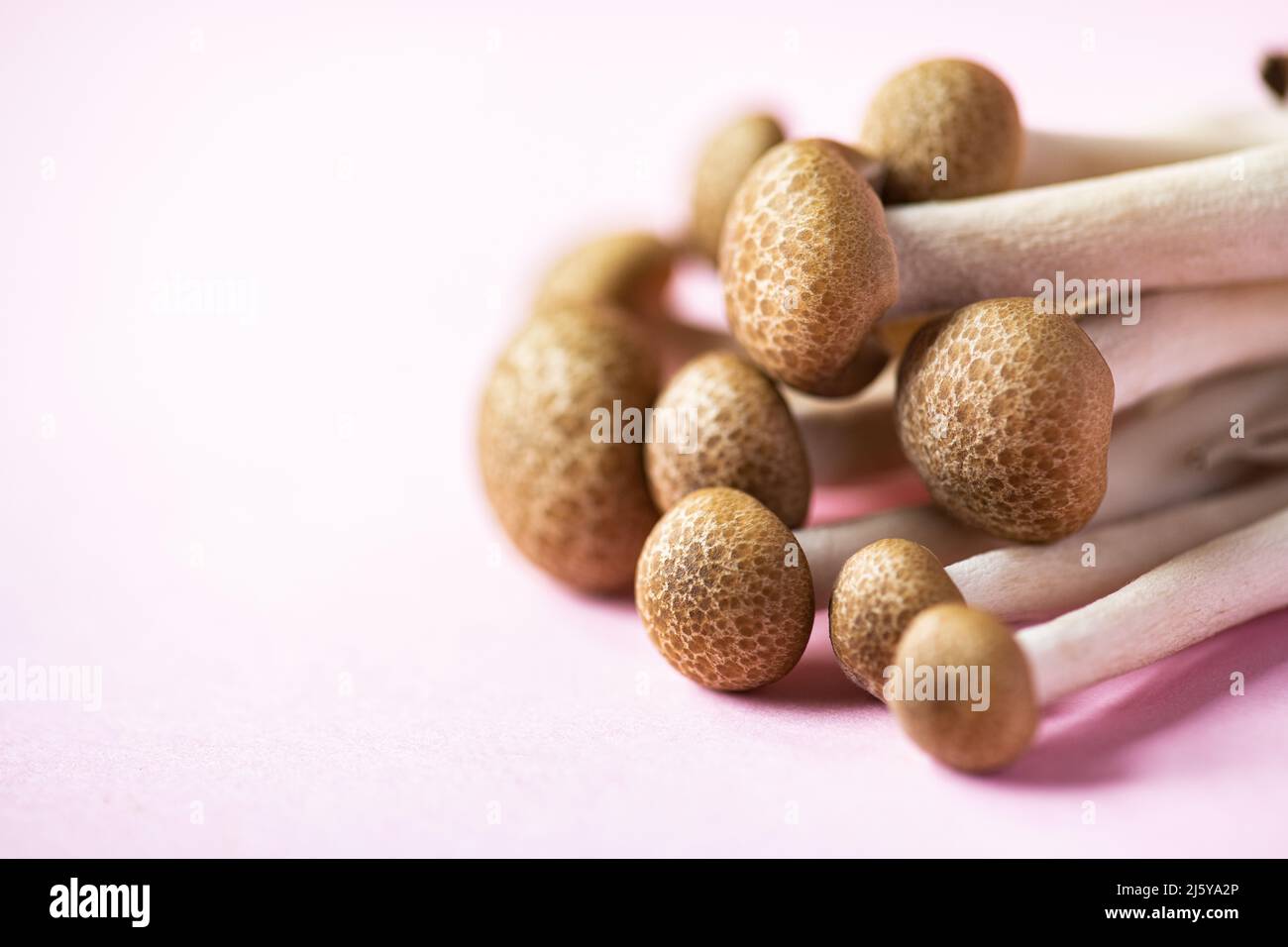 Brown shimeji or buna-shimeji mushrooms. Top view. Pink background ...