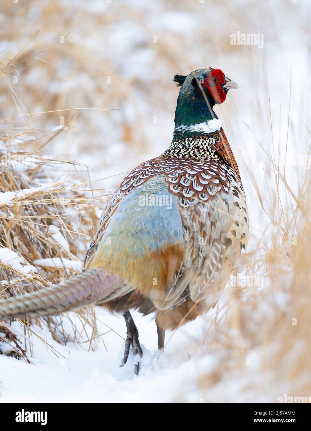 A Rooster pheasant in late winter when the ground is still covered in ...