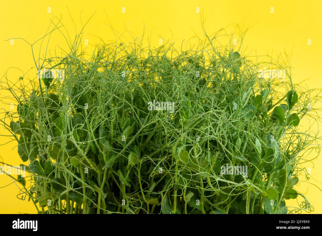 Juicy young shoots of micro-green peas close-up on a yellow background ...