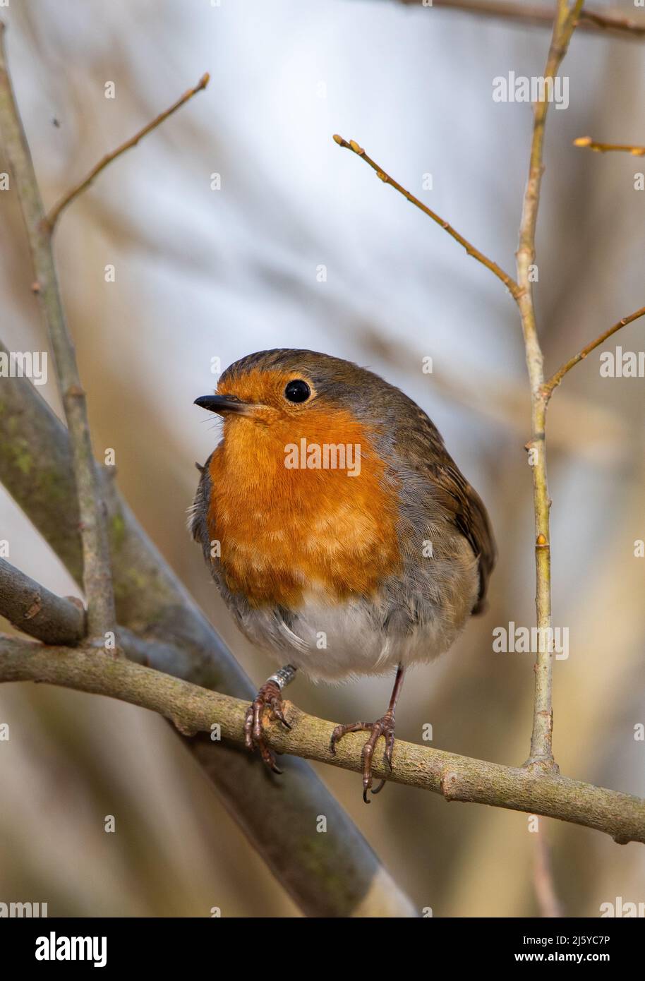 The royal silverdale lancashire hi-res stock photography and images - Alamy