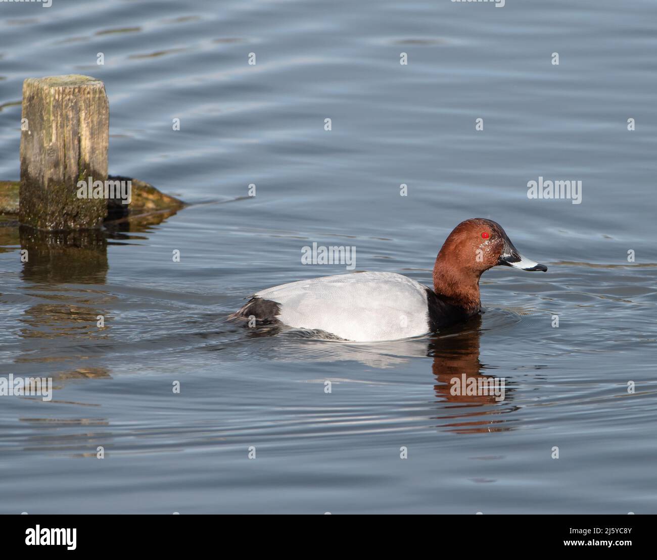 Male pochard hi-res stock photography and images - Alamy