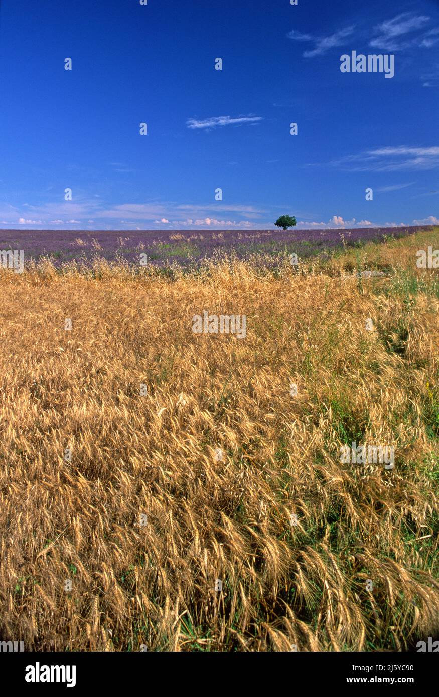 Wheat field on the Valensole plateau in the Alpes de Haute Provence ...