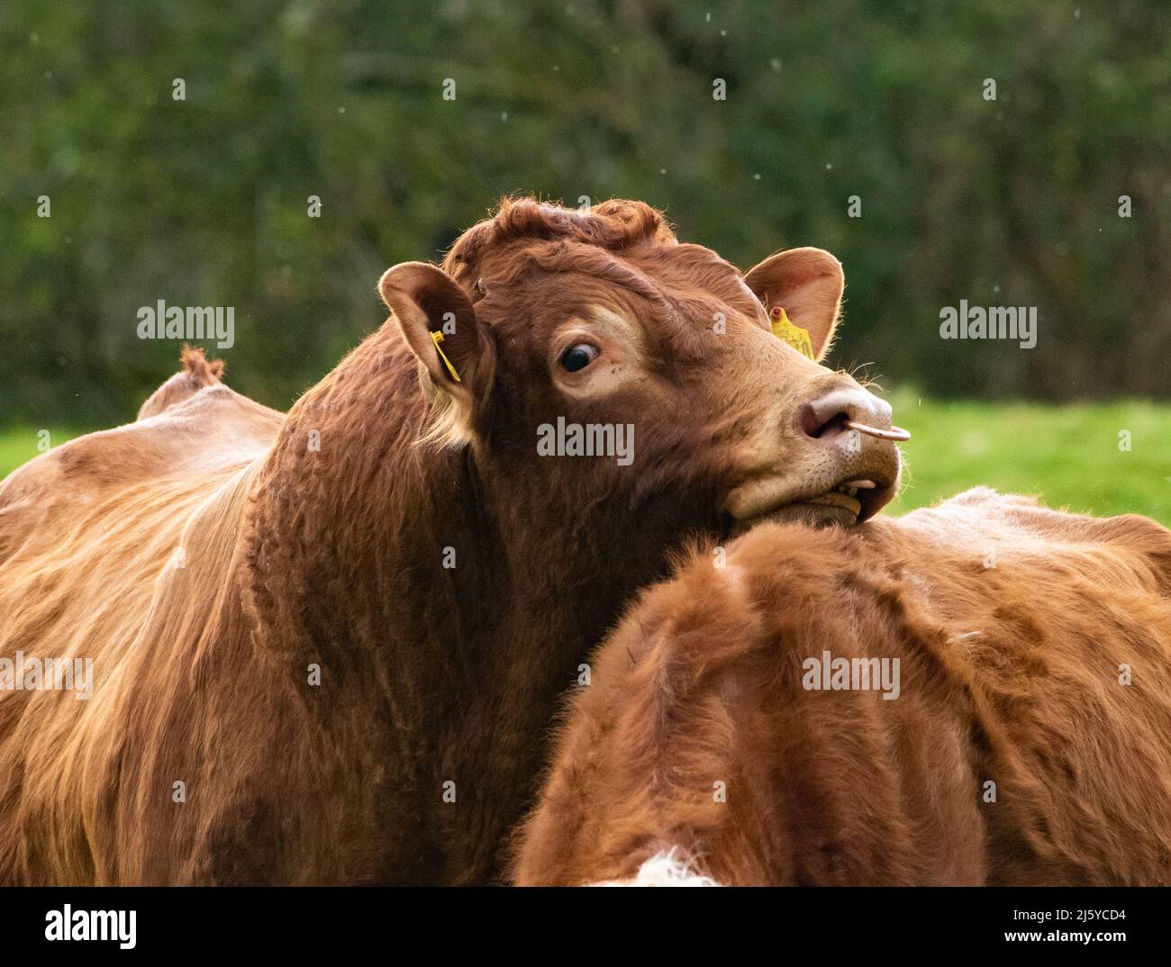 Bovine bull hi-res stock photography and images - Alamy