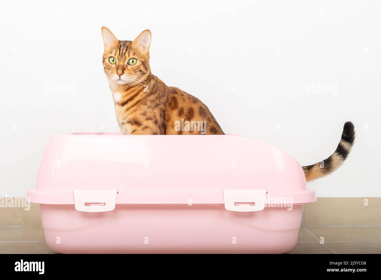 Domestic cat in an absorbent litter box. Side view Stock Photo - Alamy
