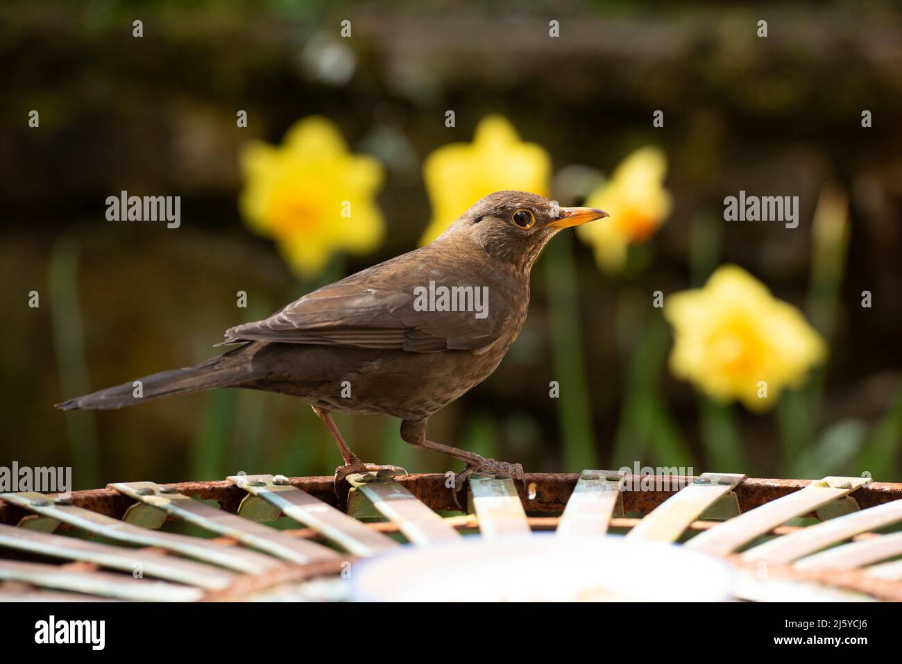 Female blackbird in the garden hi-res stock photography and images - Alamy