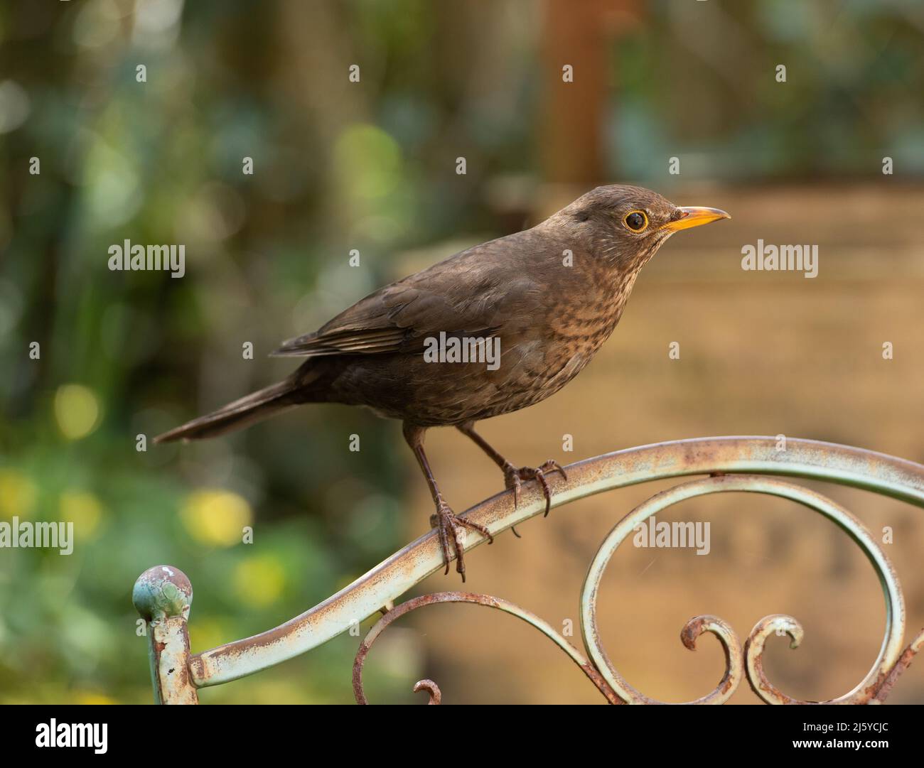 Female blackbird in the garden hi-res stock photography and images - Alamy