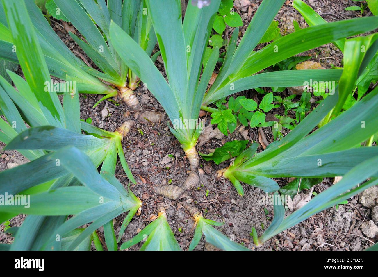 Iris plants in late April with roots visable to allow direct sunlight ...