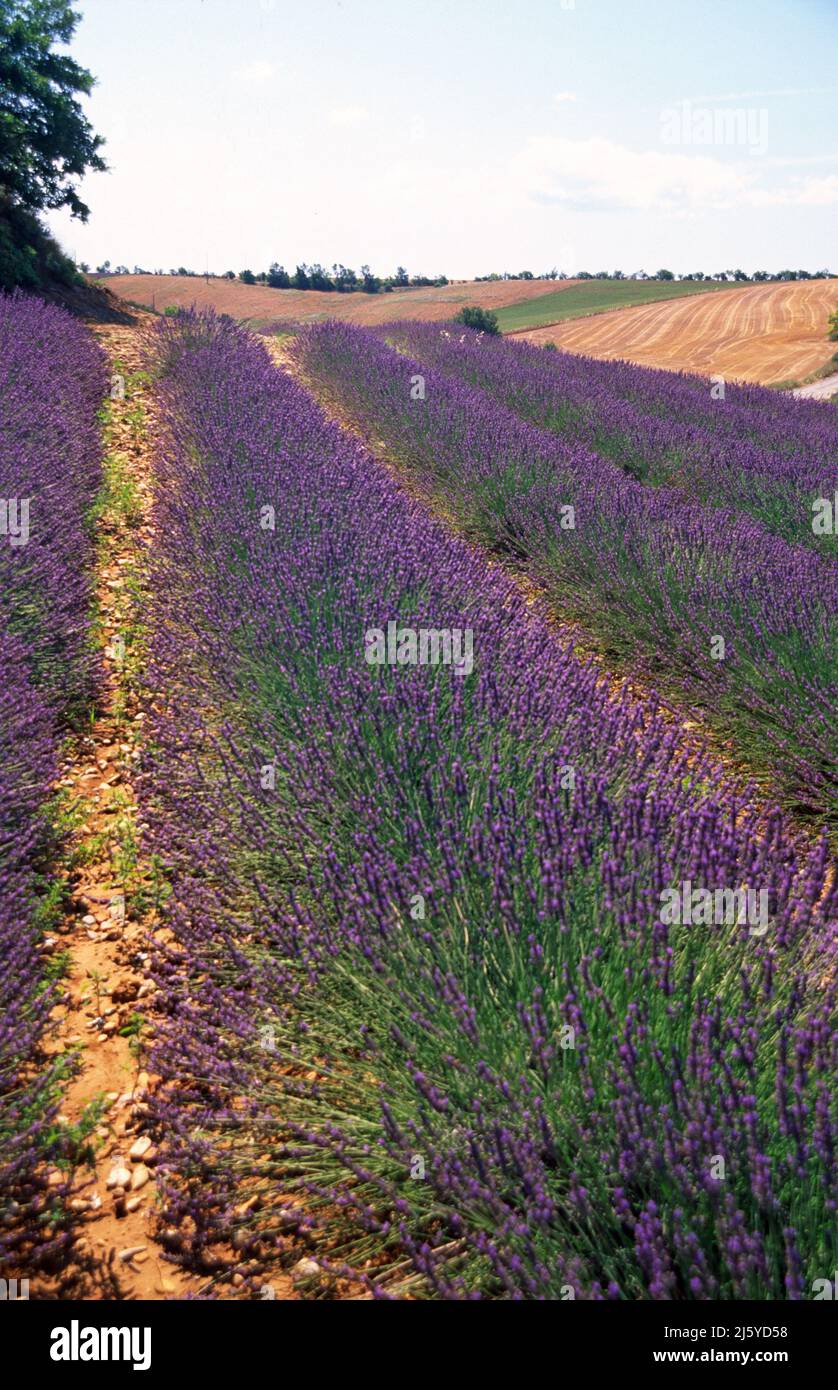 Lavender field on the Valensole plateau in the Alpes de Haute Provence ...