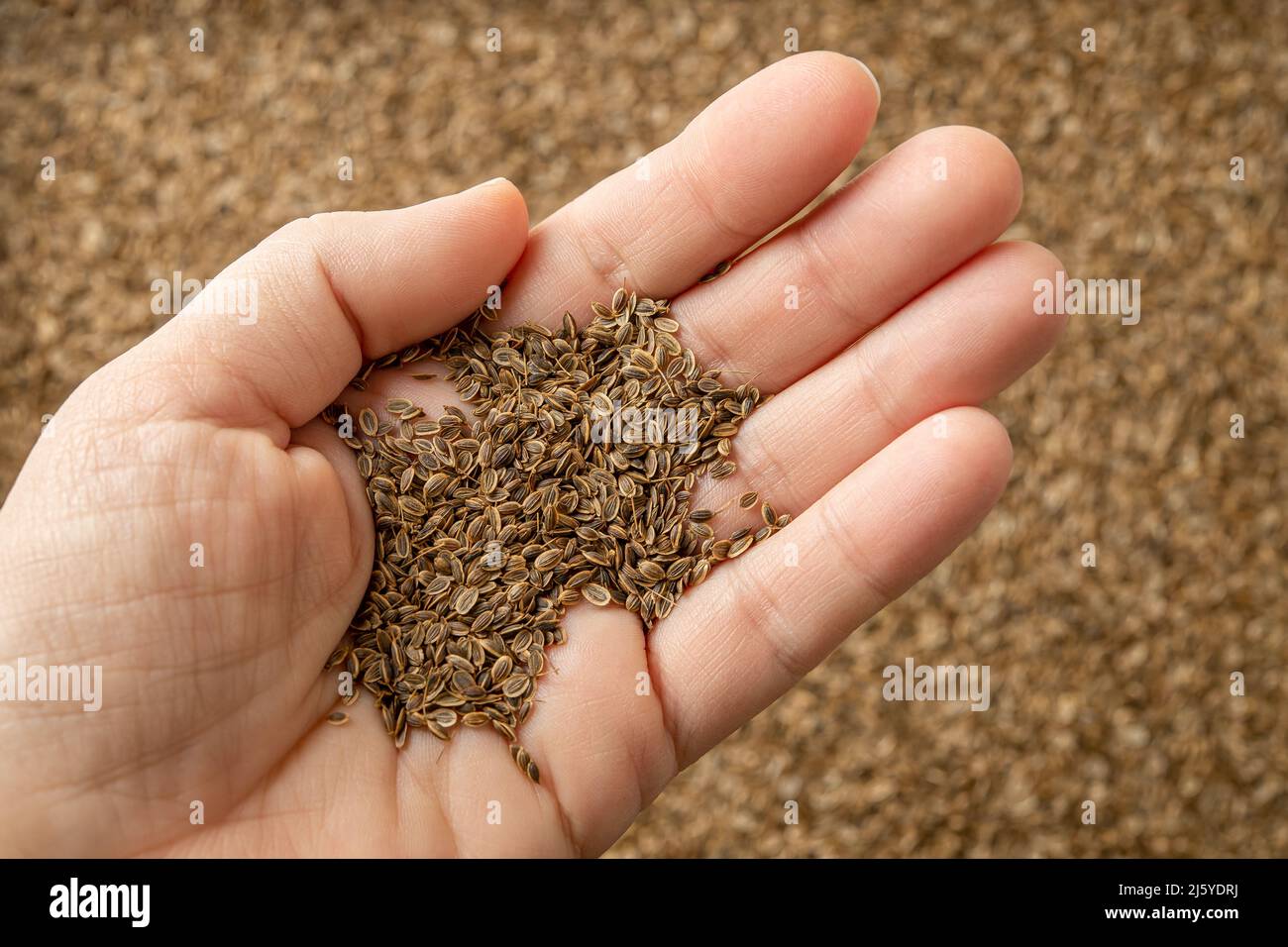 Organic dill seeds on a woman hand palm over seed background. Handful ...