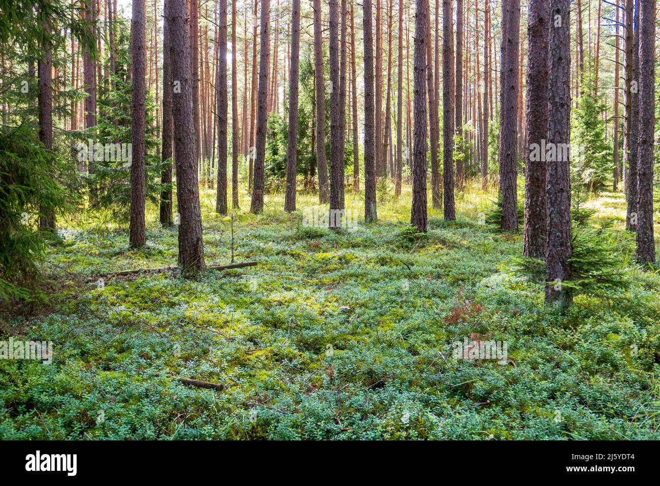 Beautiful slender pine tree hi-res stock photography and images - Alamy