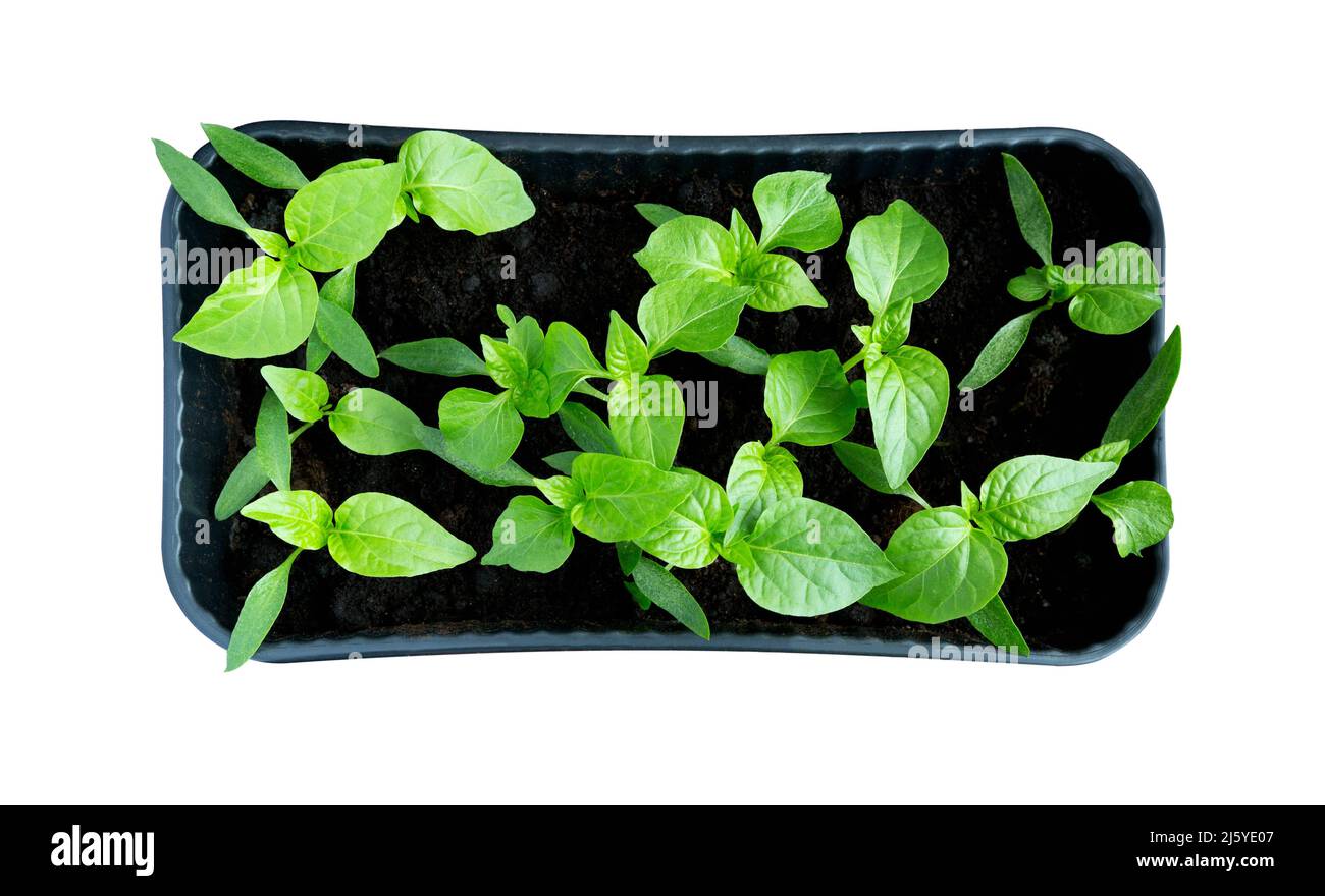 Organic pepper peppers grown from seed hi-res stock photography and ...