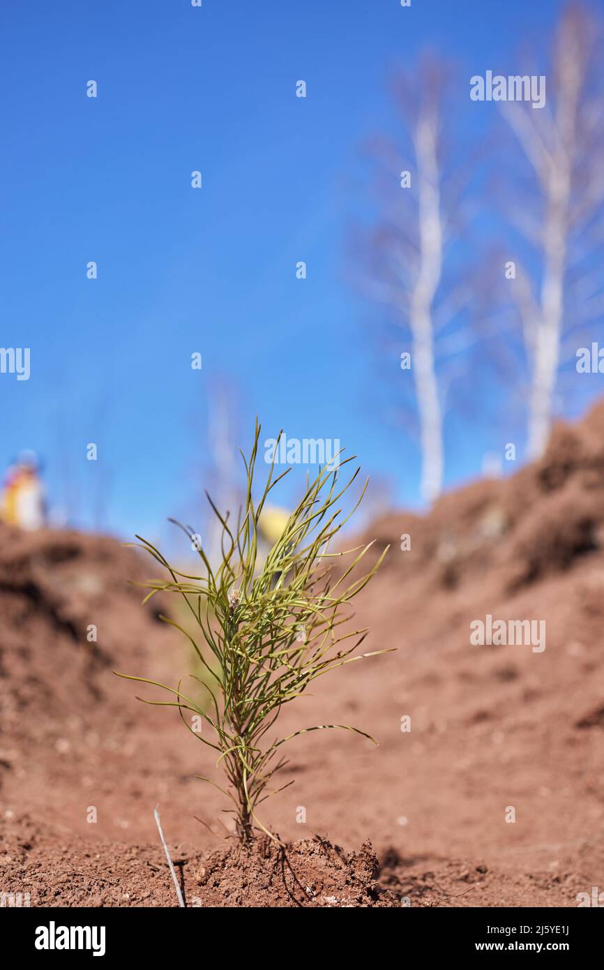 Afforestation and regrow forests. Young pine planted regrowth on plot ...