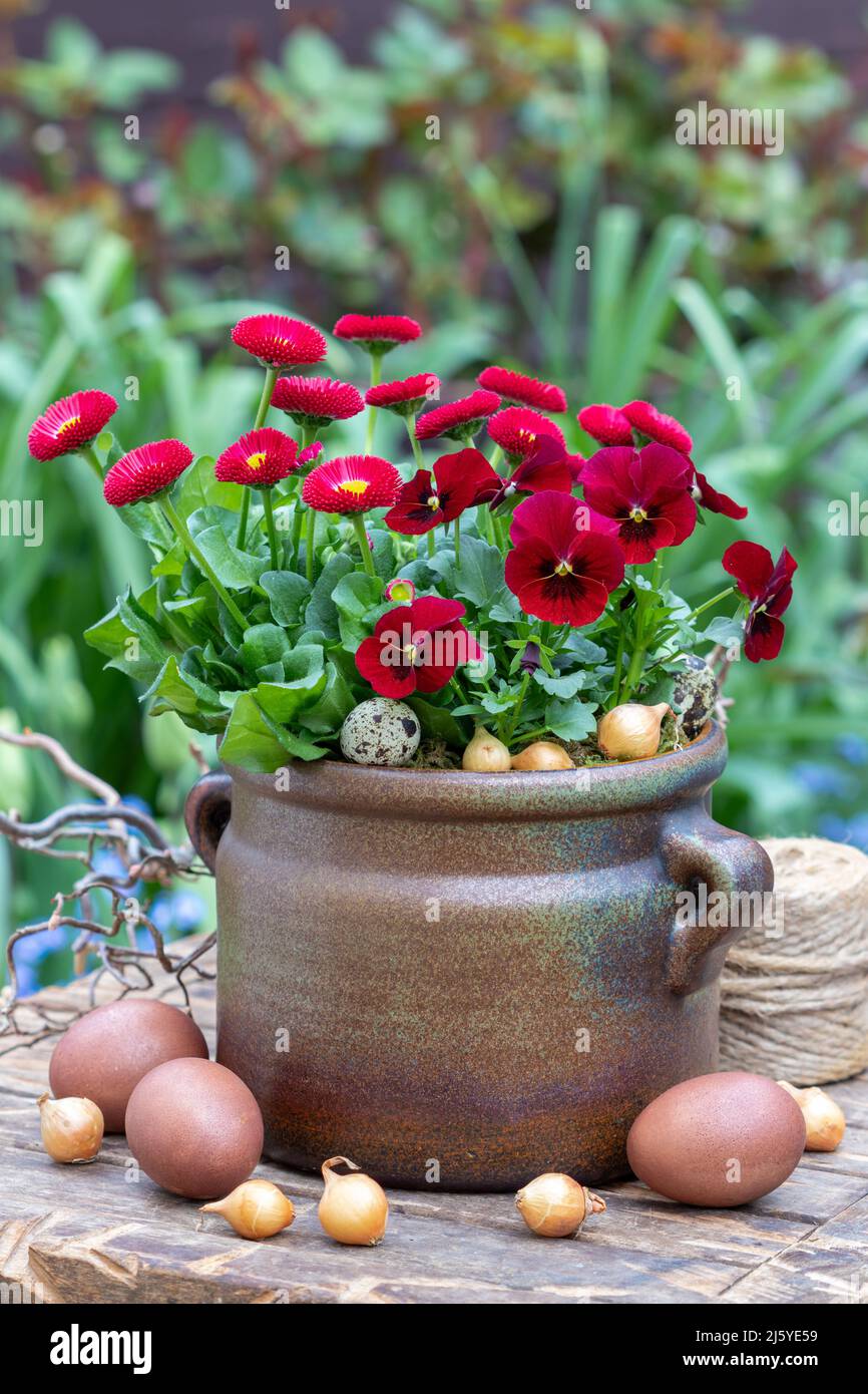 red viola flowers and bellis perennis in rustic pot in garden Stock ...