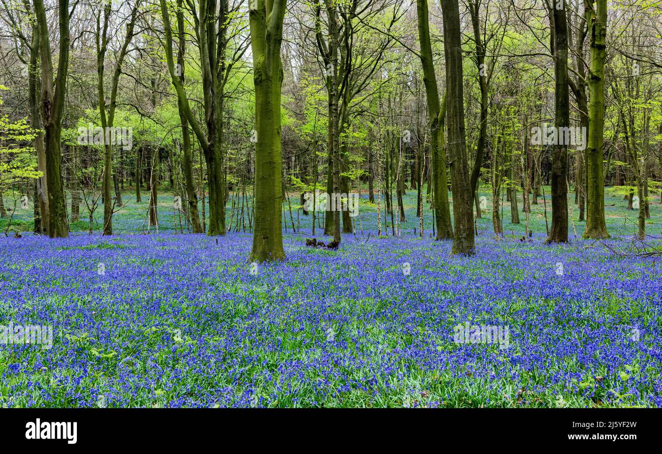 Kings wood challock hi-res stock photography and images - Alamy