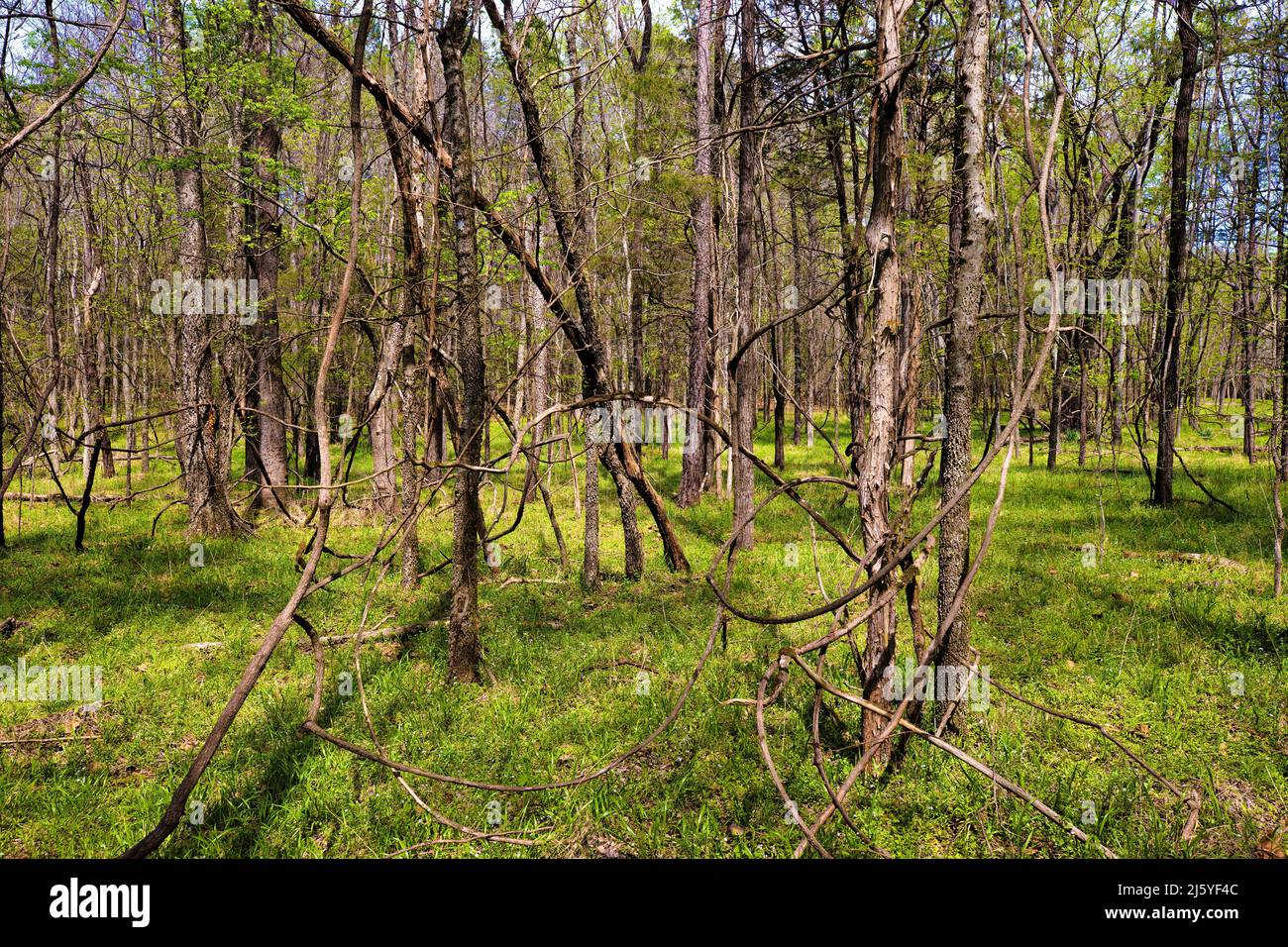 North carolina tree hi-res stock photography and images - Alamy