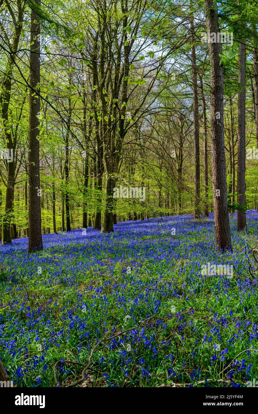Bluebells in the Kings Woods in Challock near Ashford in Kent, England ...