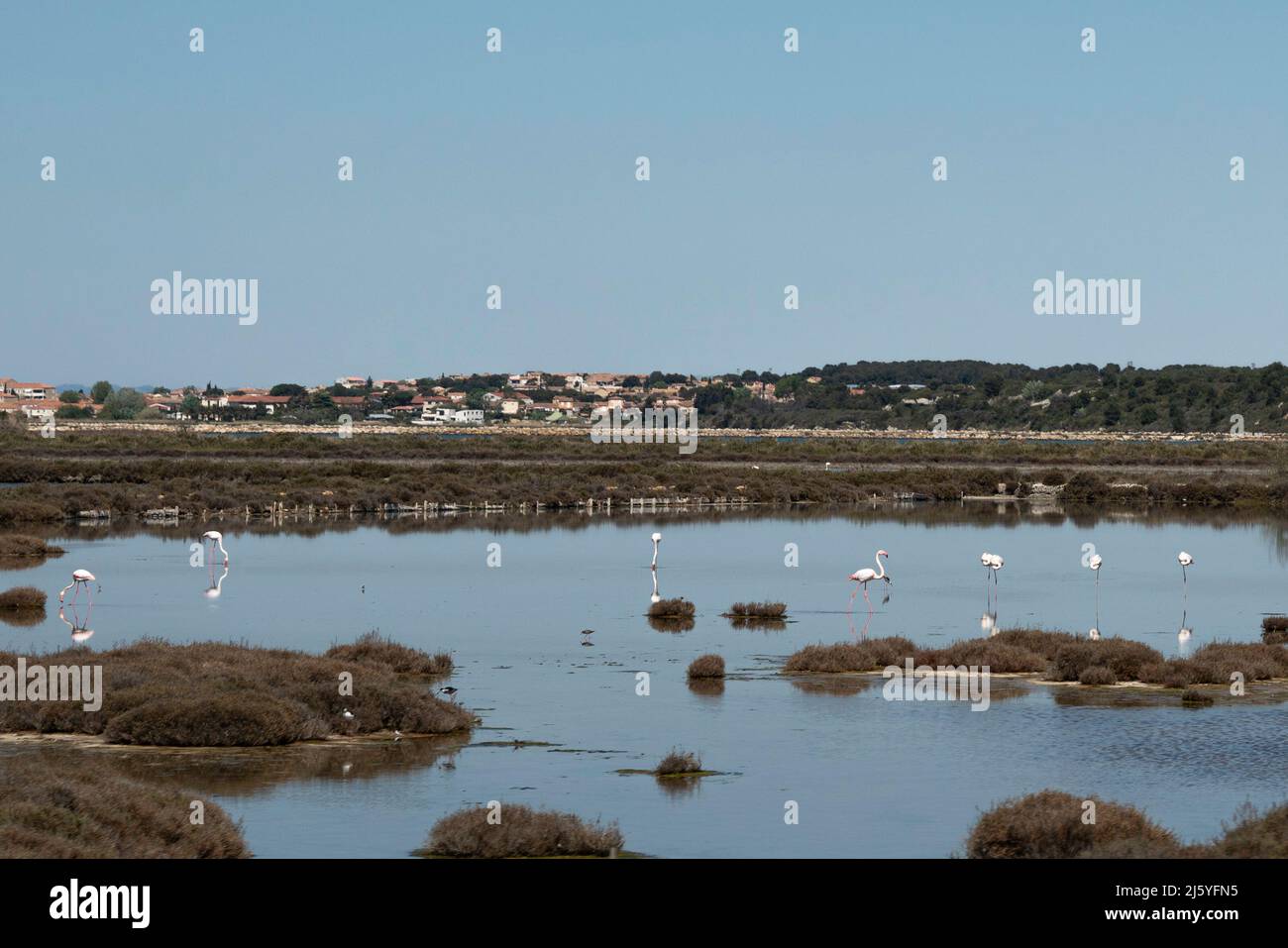 Beauty landscape flamingo silhouette hi-res stock photography and ...