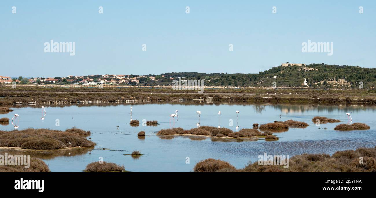Beauty landscape flamingo silhouette hi-res stock photography and ...