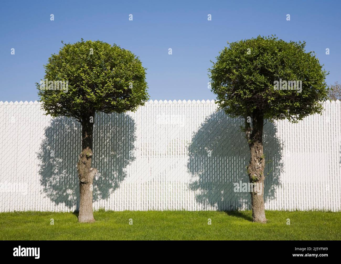 Round shaped trees hi-res stock photography and images - Alamy