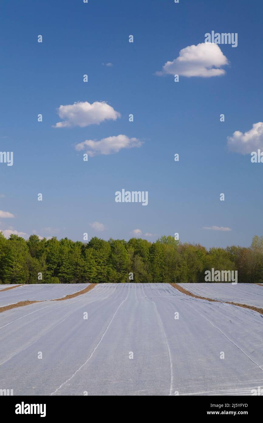 Agricultural field covered with protective sheeting to prevent frost ...