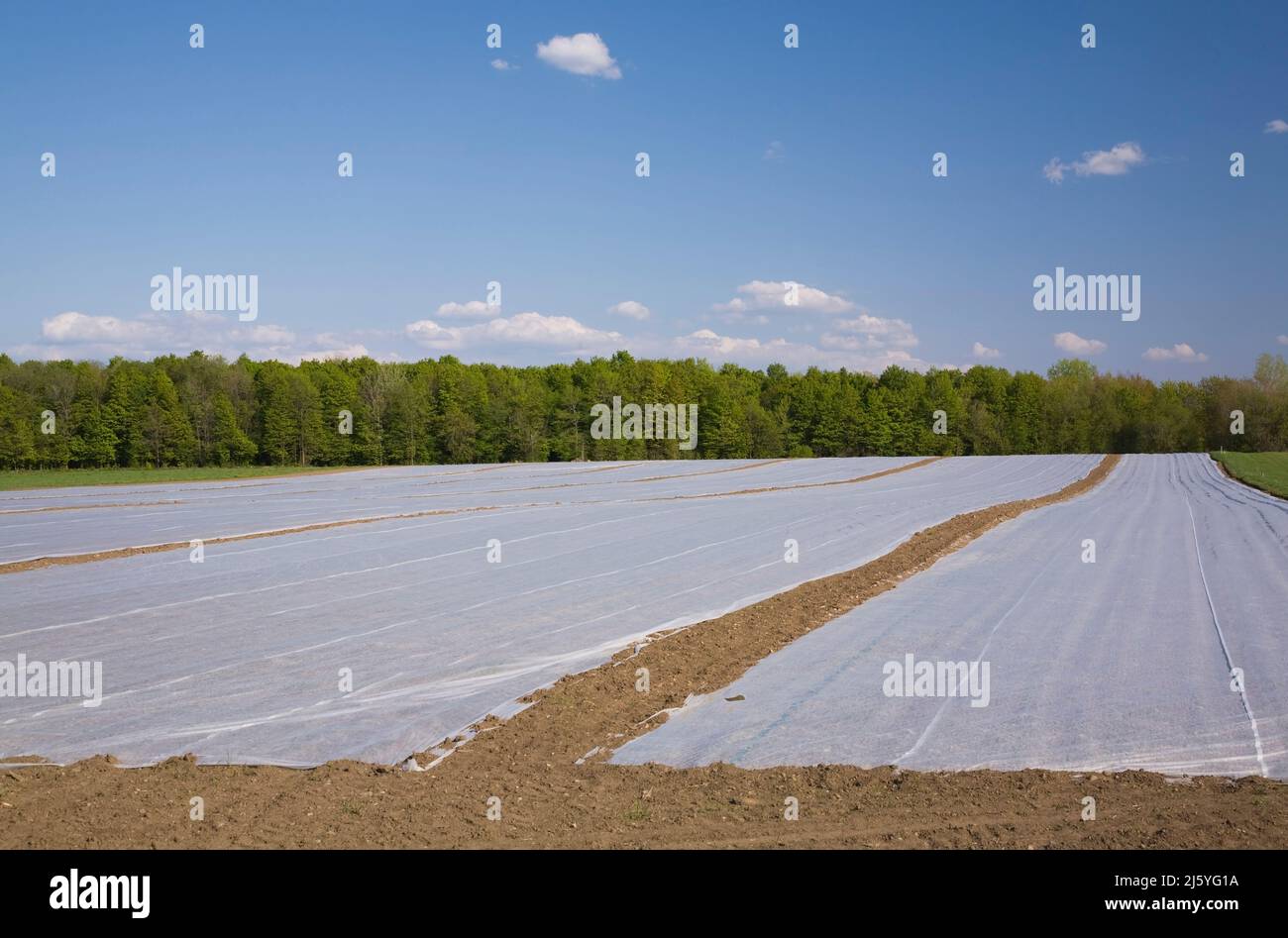 Agricultural field covered with protective sheeting to prevent frost ...