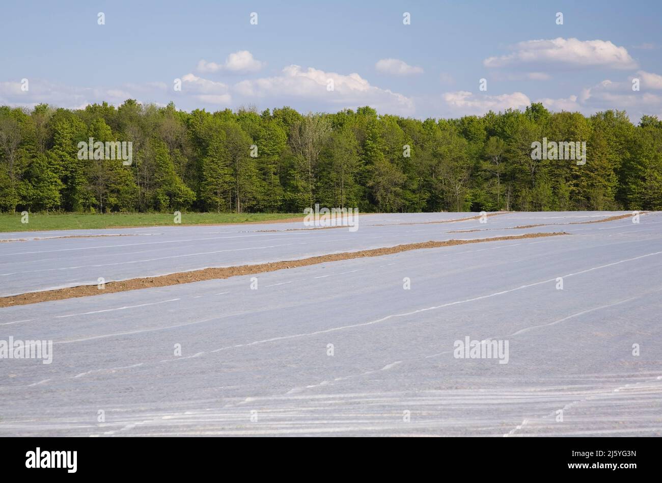 Agricultural field covered with protective sheeting to prevent frost ...