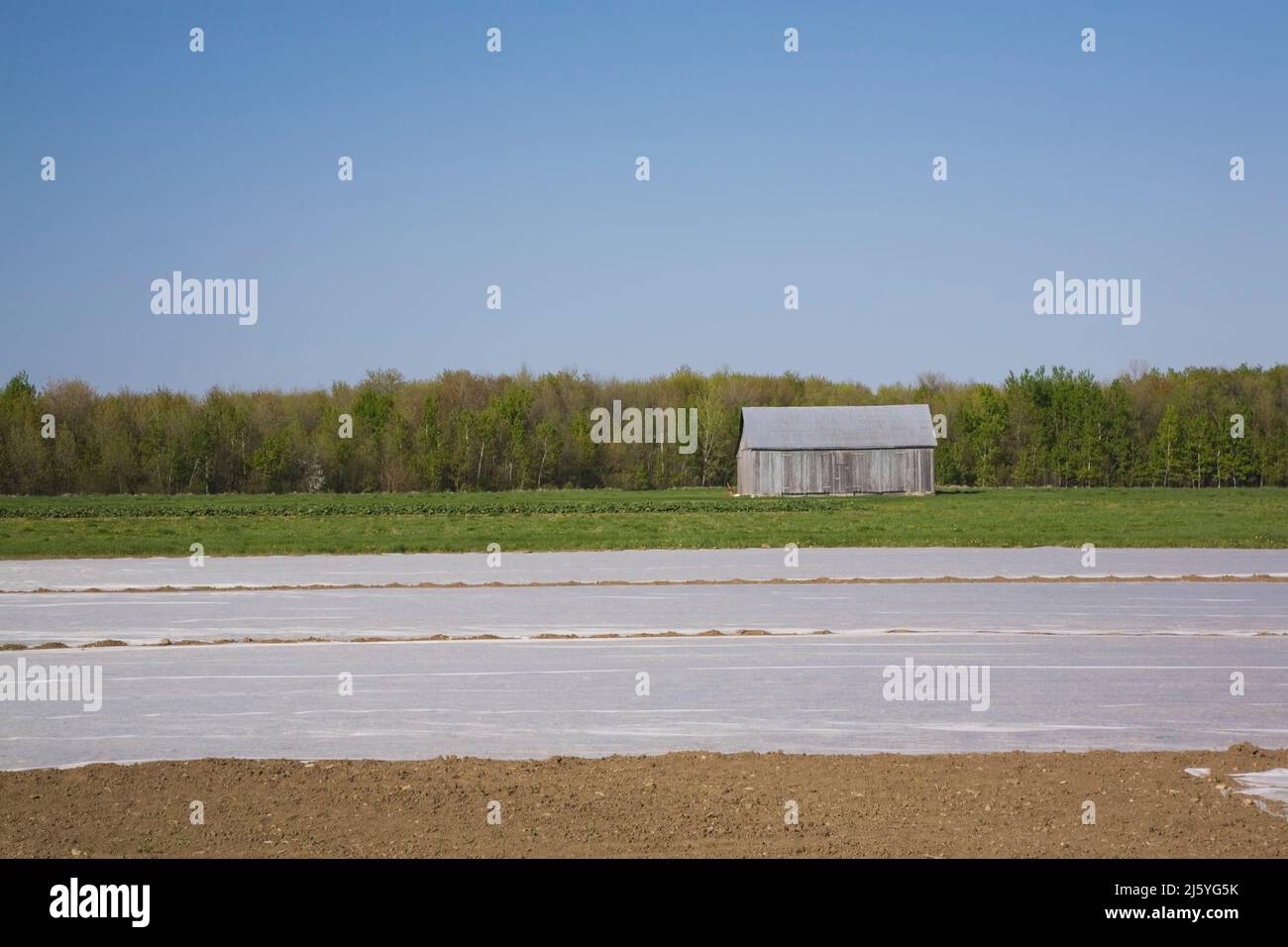 Agricultural field covered with protective sheeting to prevent frost ...