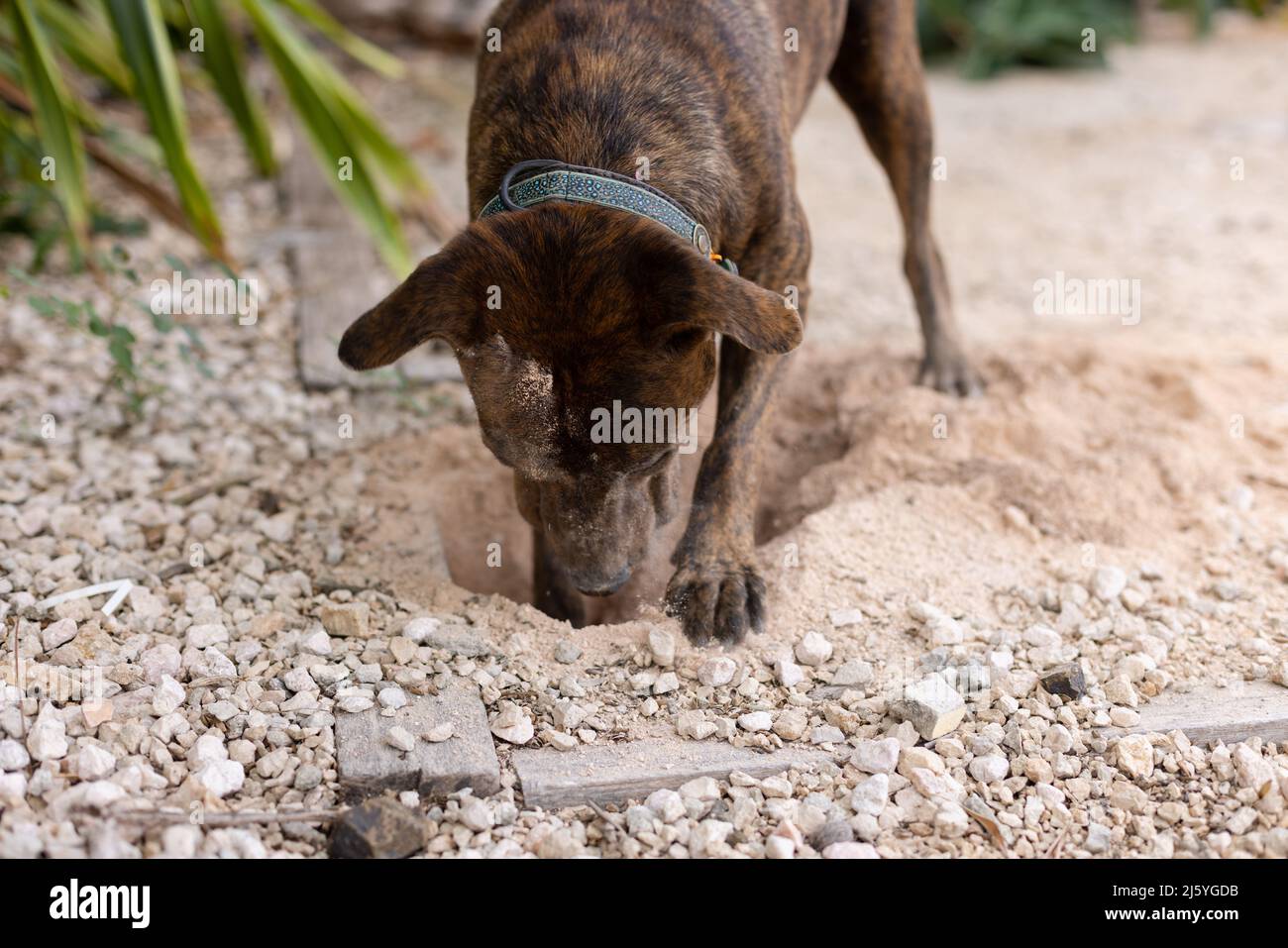 Terrier digging garden hi-res stock photography and images - Alamy