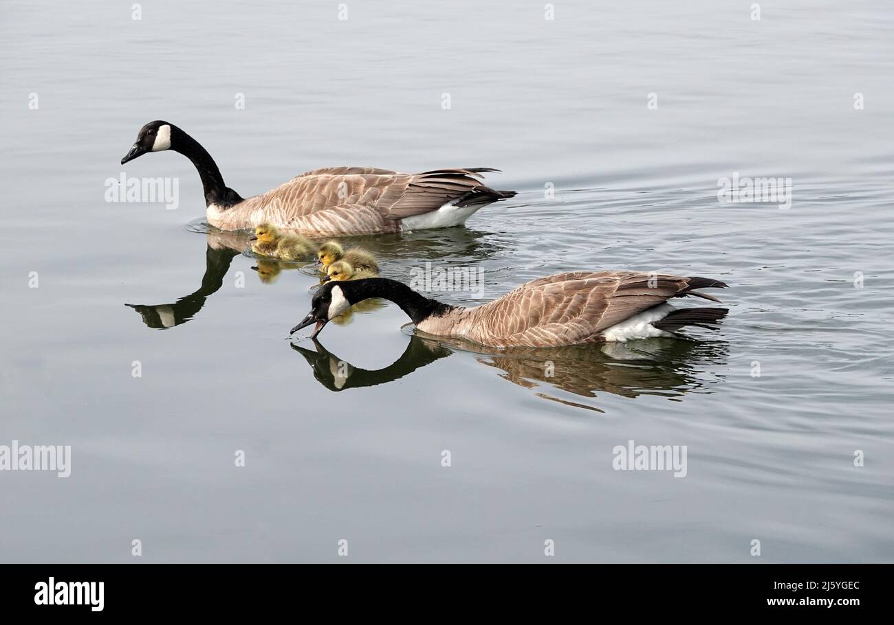 Canada goose parents and their new goslings, on the Deschutes River in ...