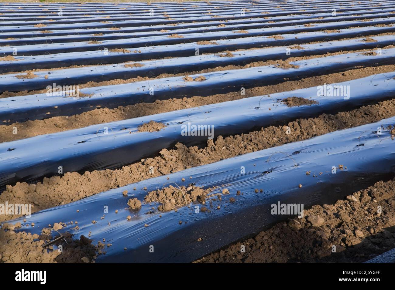 Agricultural field covered with protective sheeting to prevent frost ...
