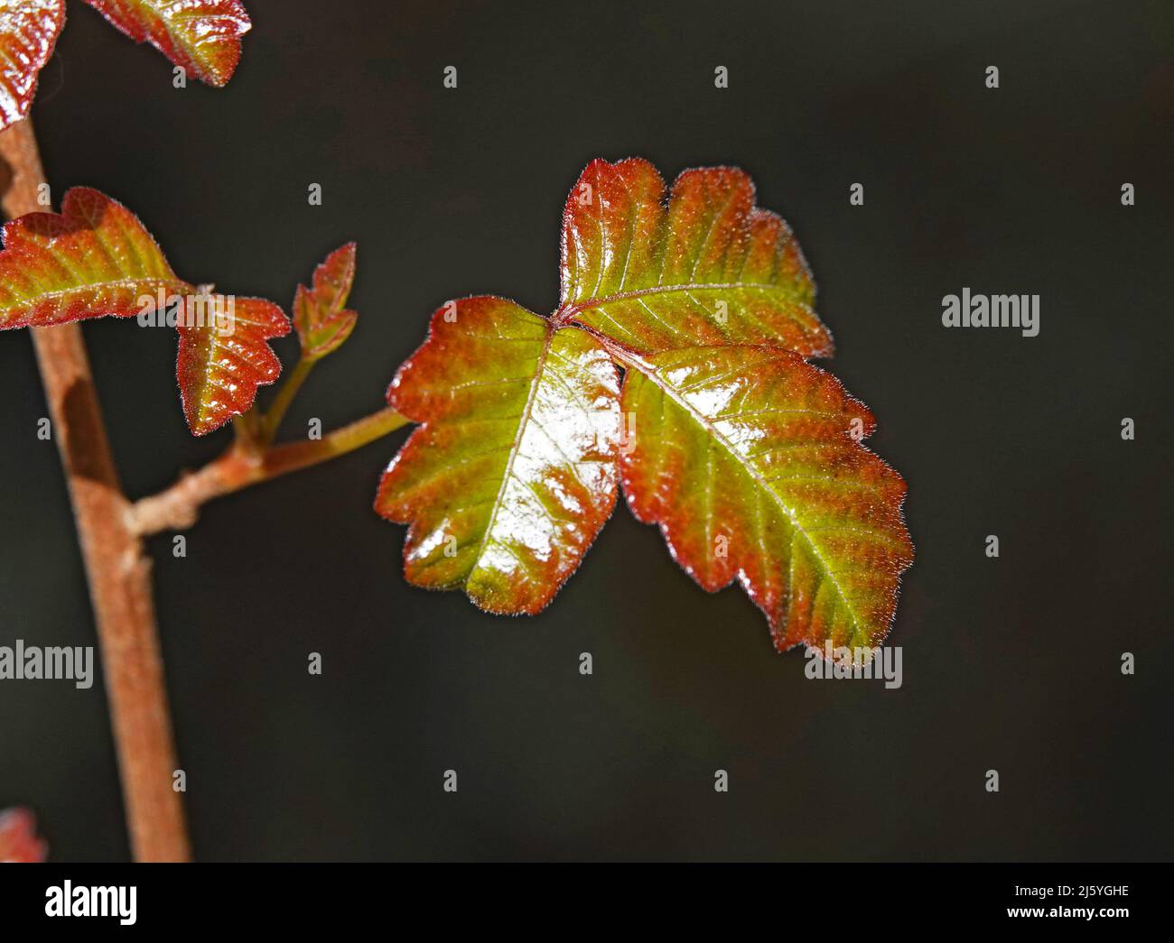 The bright green and reddish leaves of Pacific, or western, poison oak ...