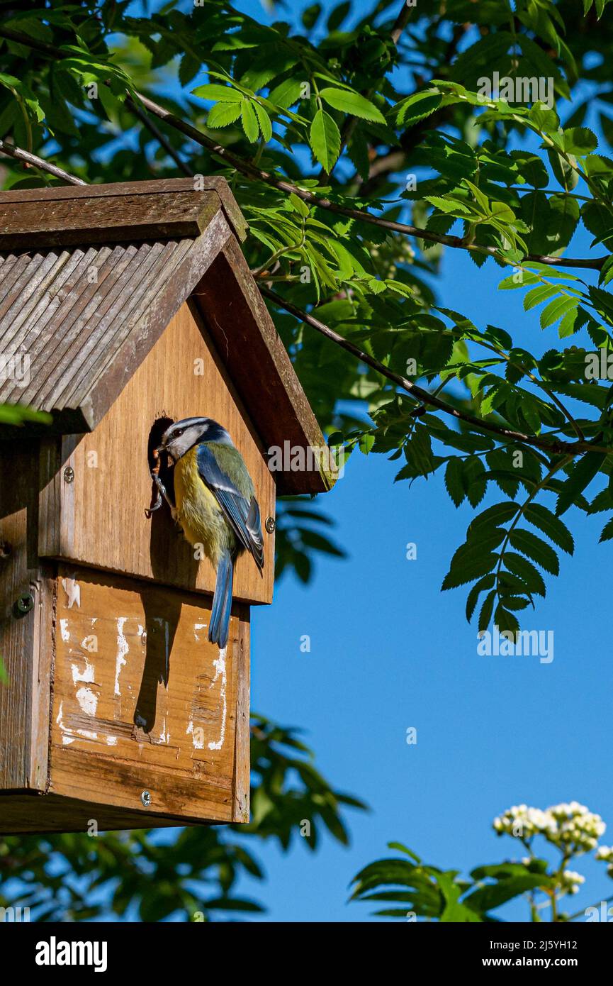 Male bluetit bird, cyanistes caeruleus, visiting nest box with a small ...