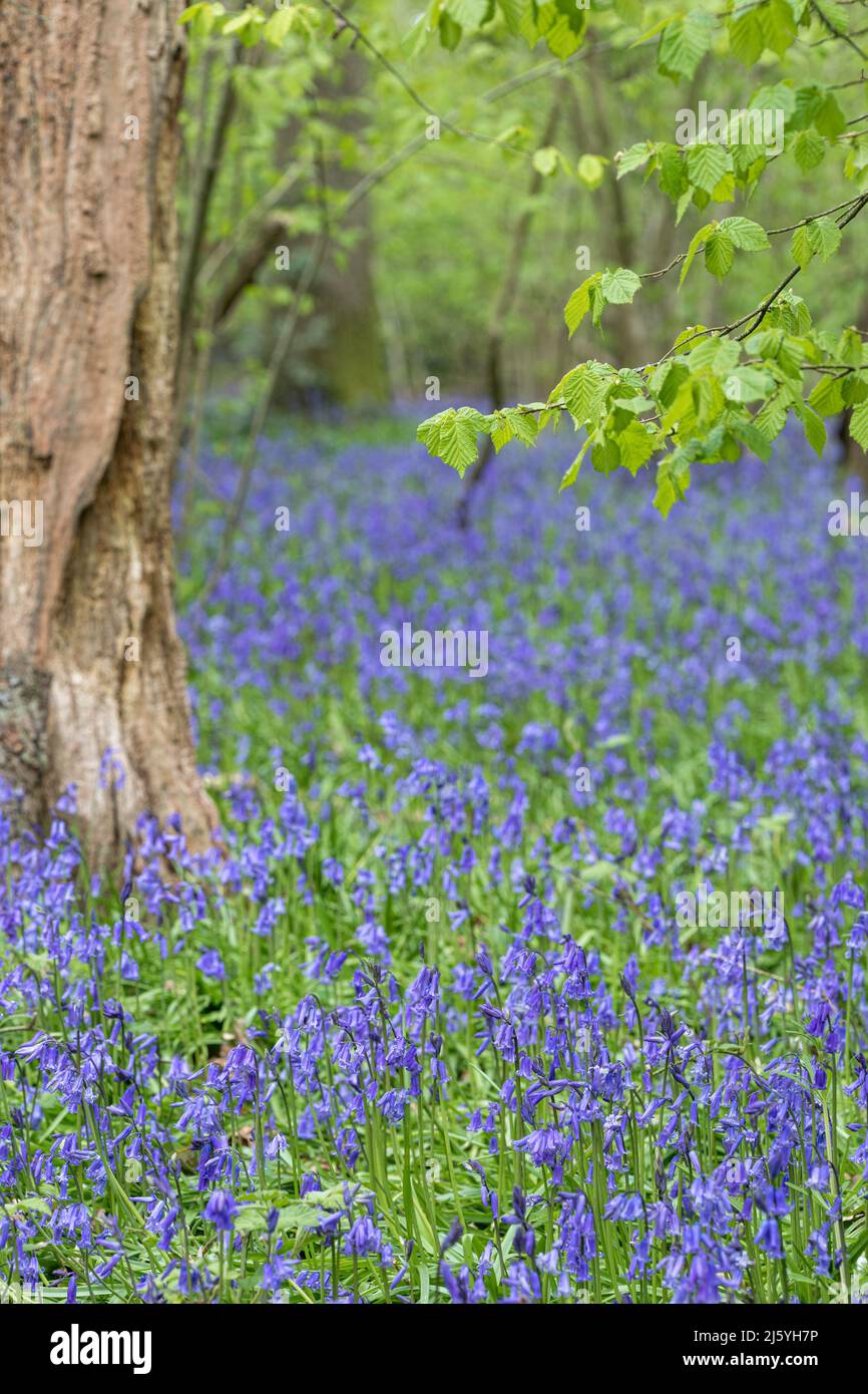 English spring bluebells at Vincent's wood in Freeland, Oxfordshire ...
