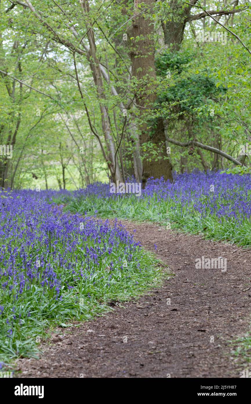 English spring bluebells at Vincent's wood in Freeland, Oxfordshire ...