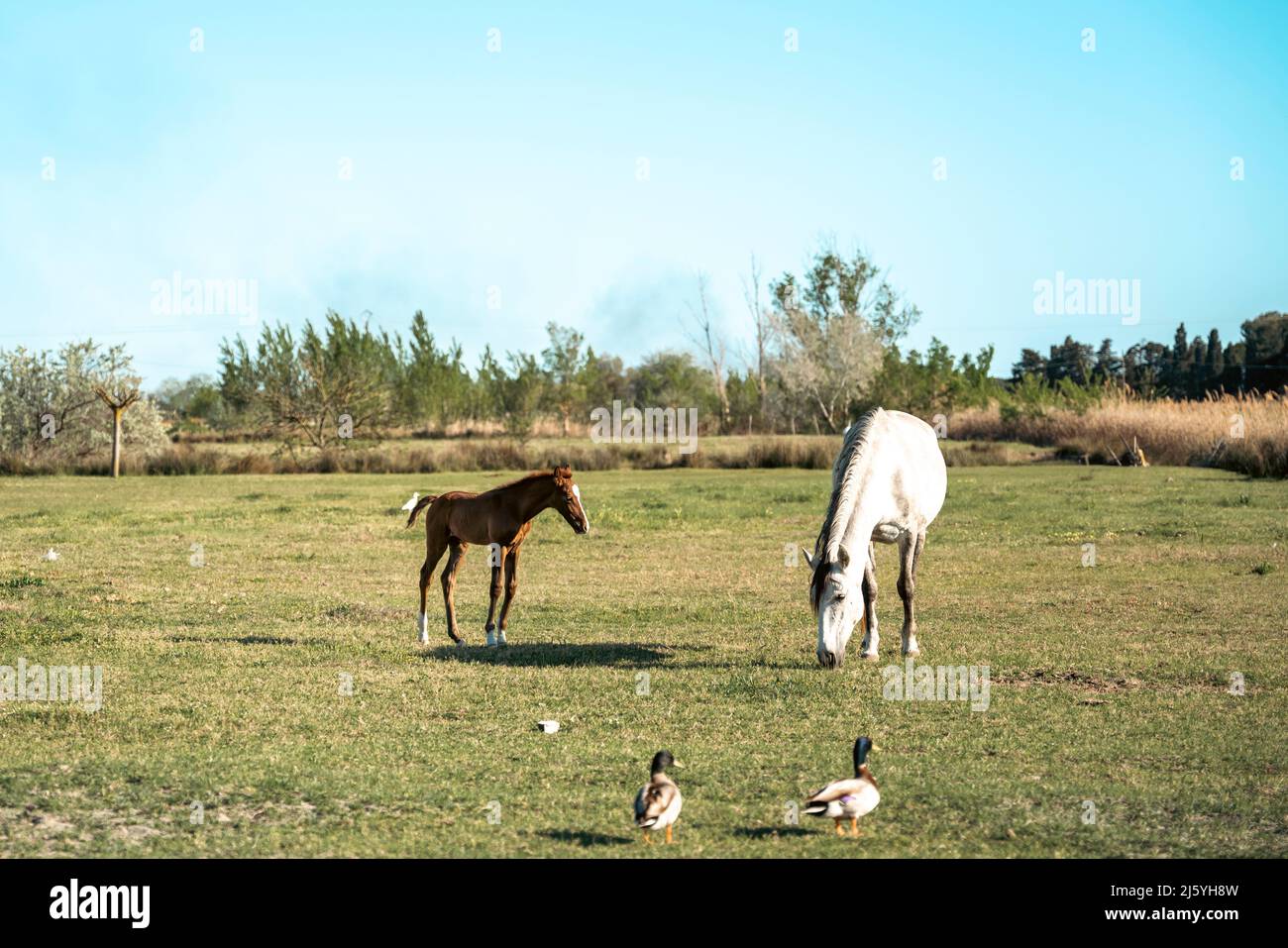 Camargue horses are really beautiful and lovely Stock Photo - Alamy