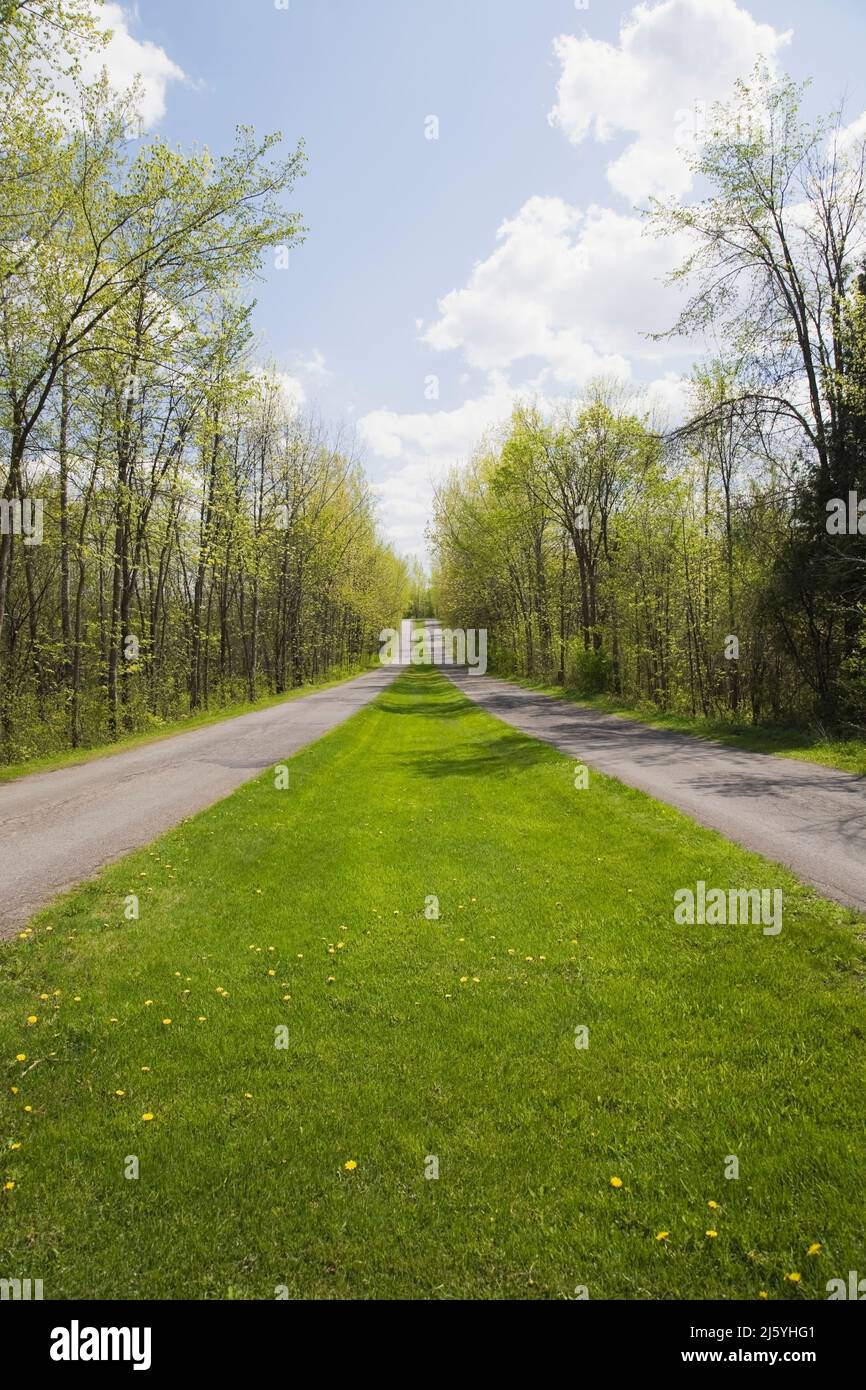 Divided road through forest of deciduous trees in spring Stock Photo ...