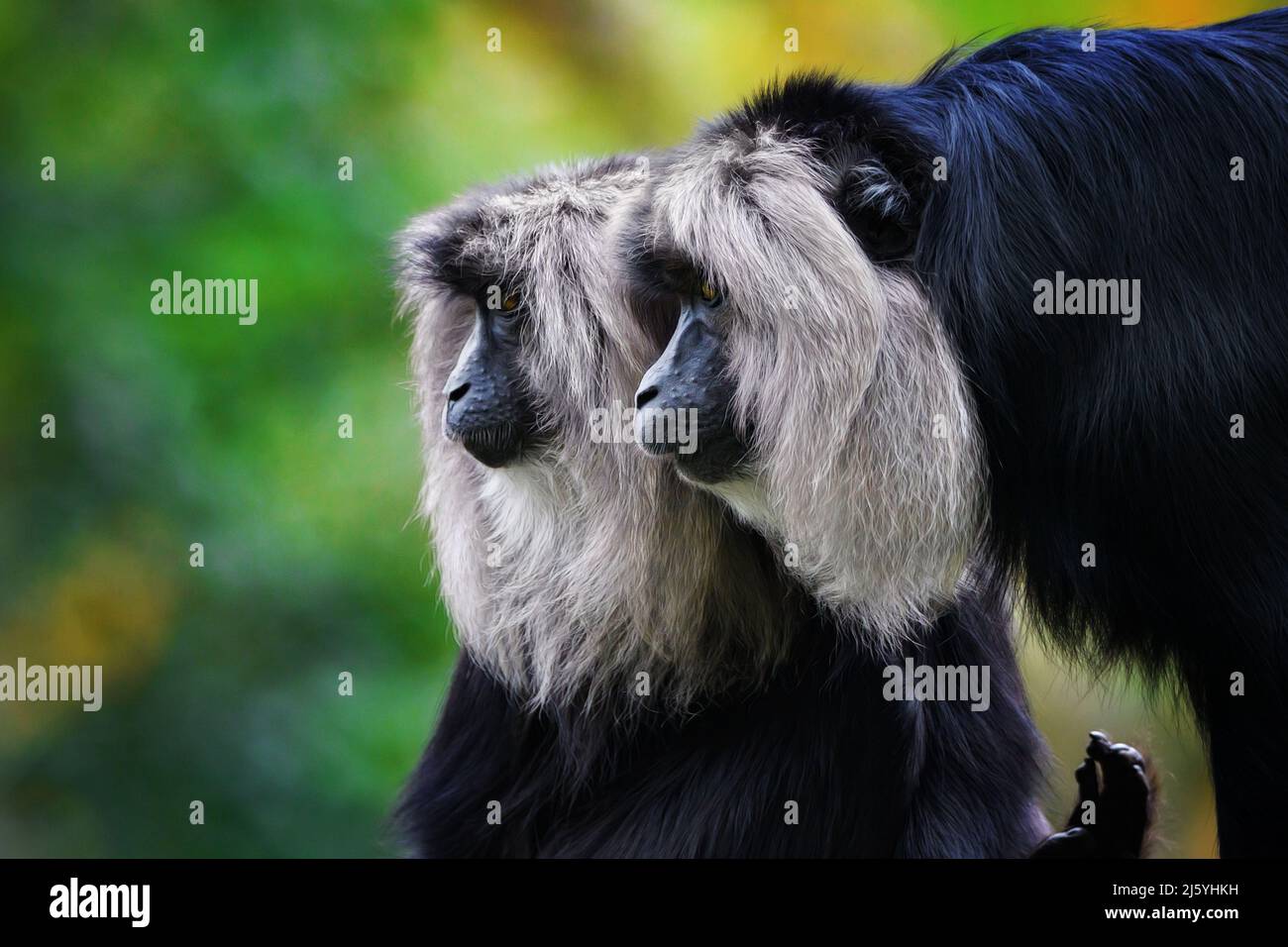 Lion-tailed macaque monkeys ( wanderoo Stock Photo - Alamy