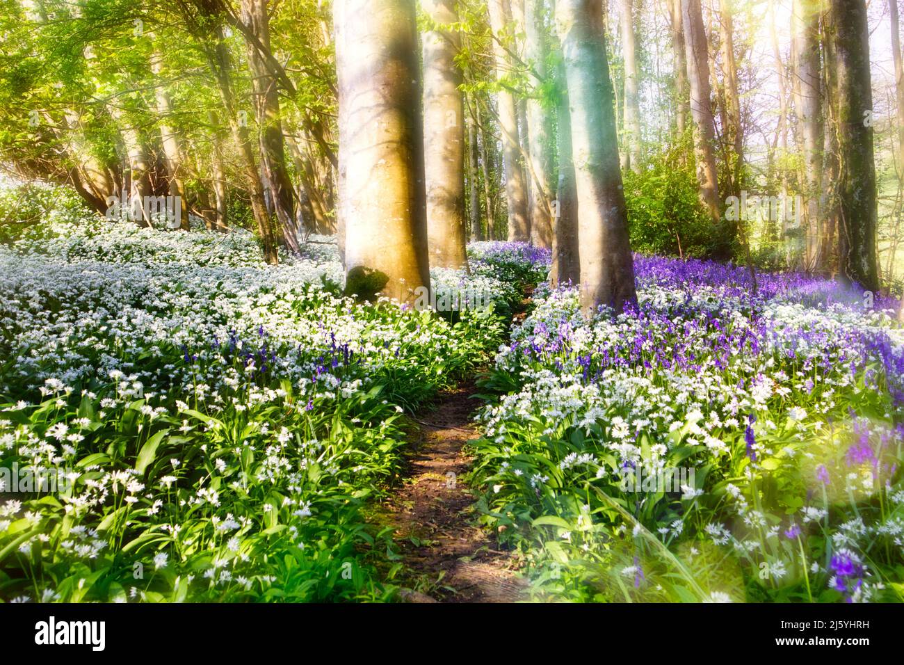 Magical Forest Flowers