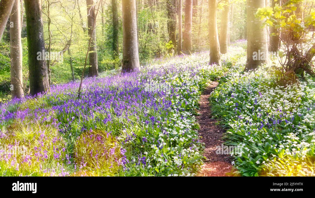 Magical scent hi-res stock photography and images - Alamy