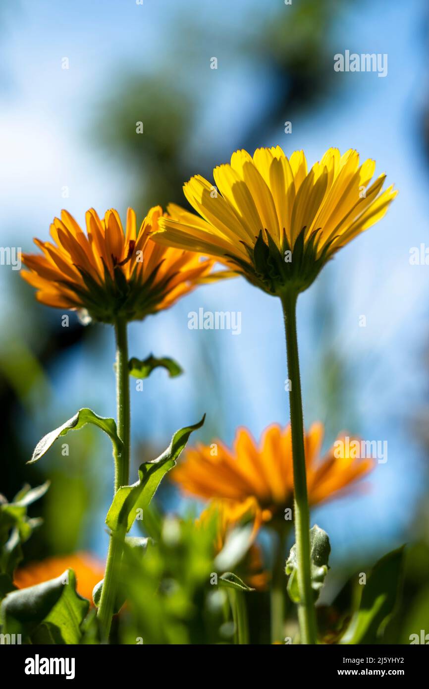 Garden with flowers during spring Stock Photo - Alamy