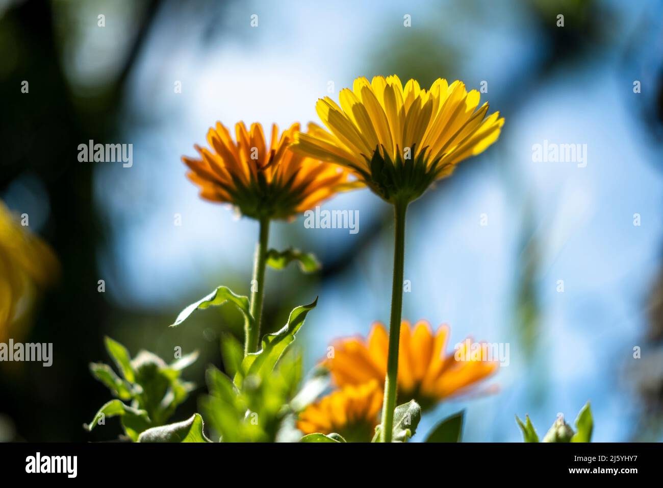 Garden with flowers during spring Stock Photo - Alamy