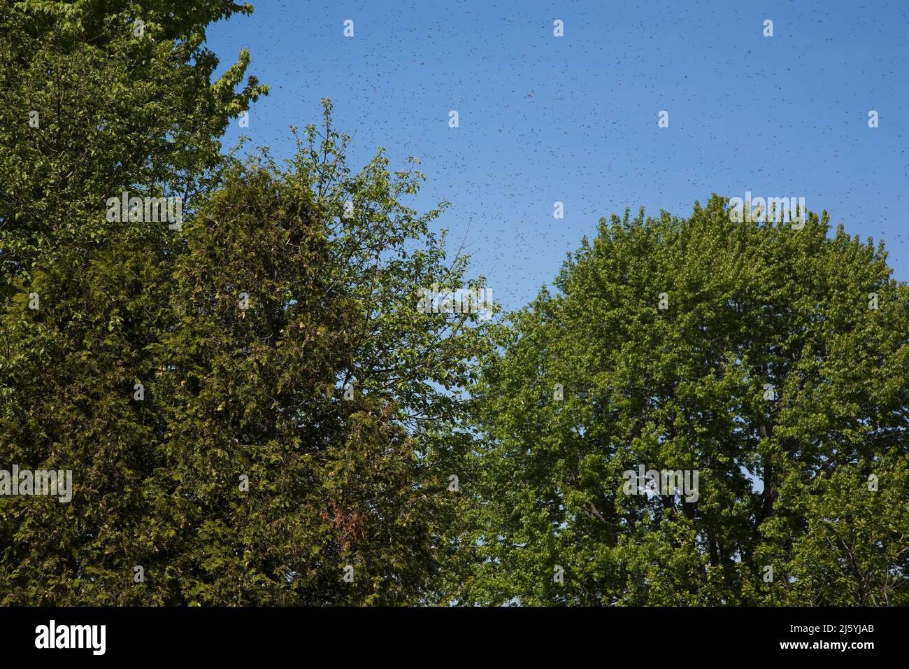 Honeybees swarming high above deciduous trees in spring Stock Photo - Alamy