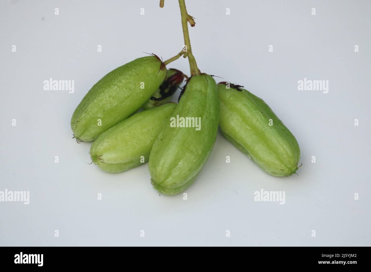Averrhoa bilimbi green fruit isolated, bilimbi fruits hanging on its ...