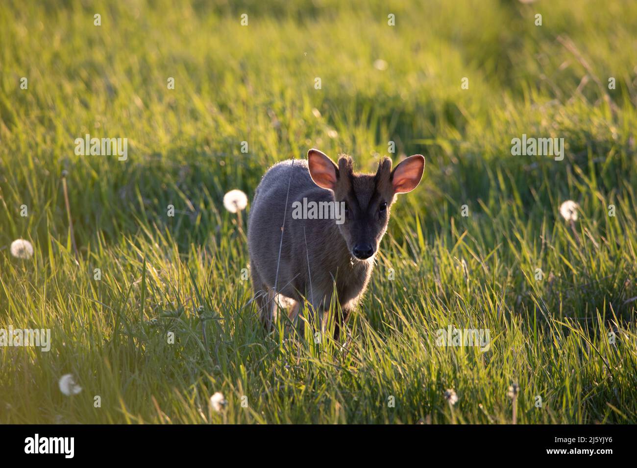 Reevess muntjac reeves hi-res stock photography and images - Alamy