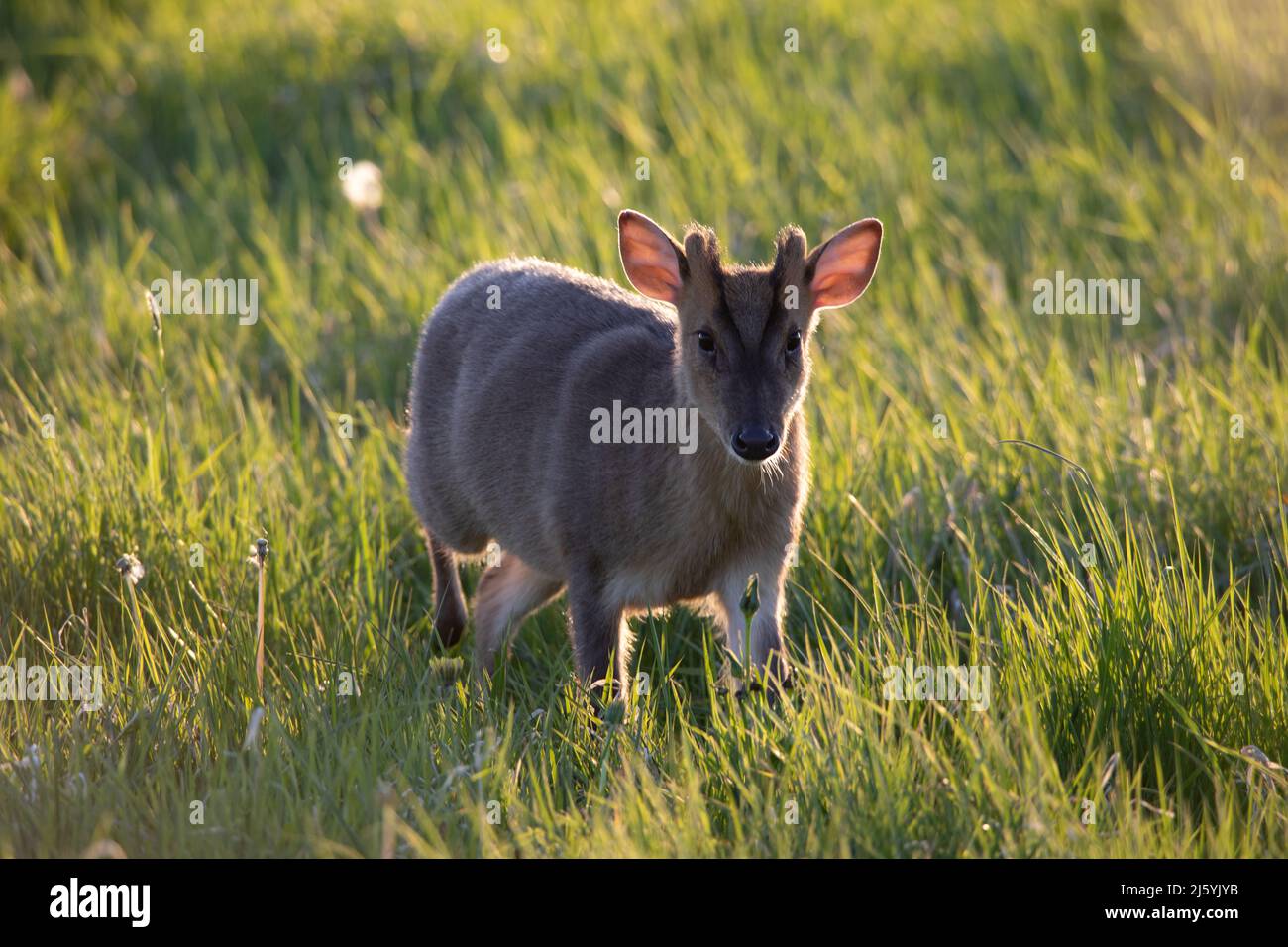 Reeves's Muntjac Deer (Muntiacus reevesi Stock Photo - Alamy