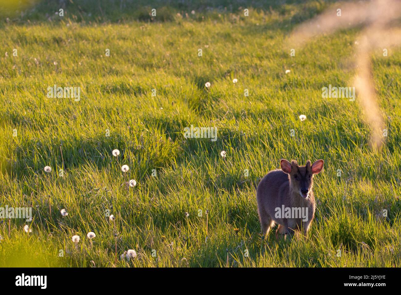 Reeves's Muntjac Deer (Muntiacus reevesi Stock Photo - Alamy